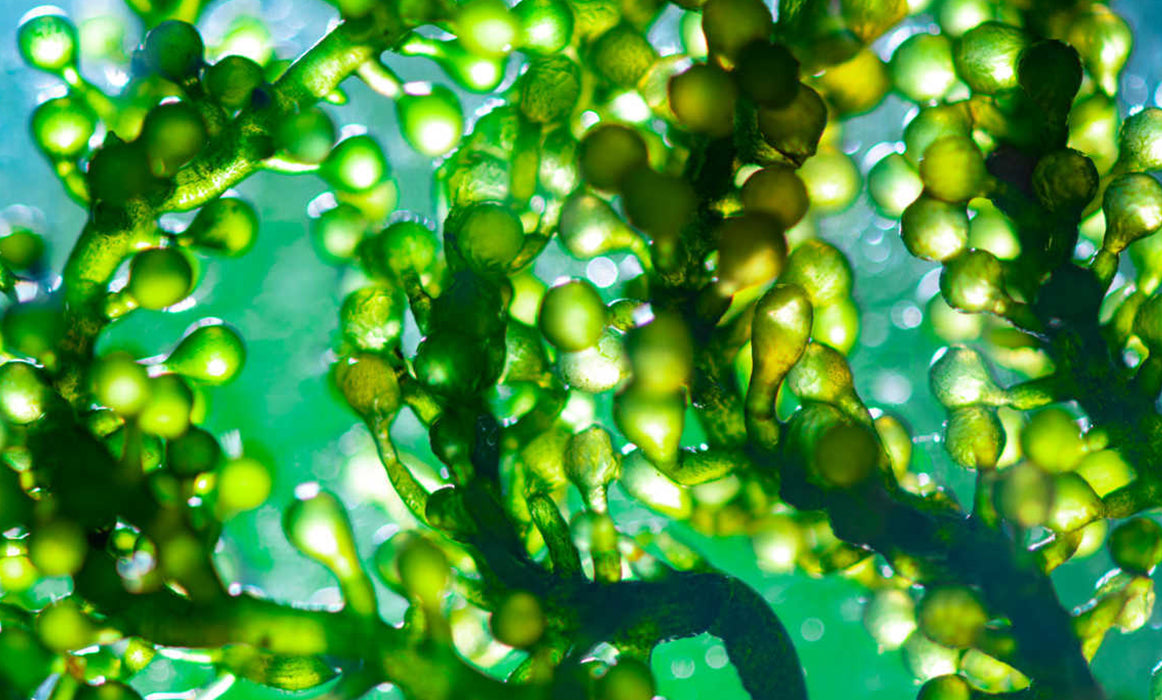 Chlorella y sus Beneficios – Australis Herbolaria